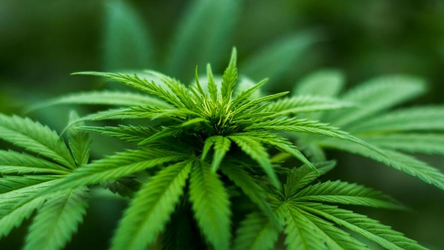 Cannabis Use Trends in Young Adults Amid Policy Shifts - Association of ...